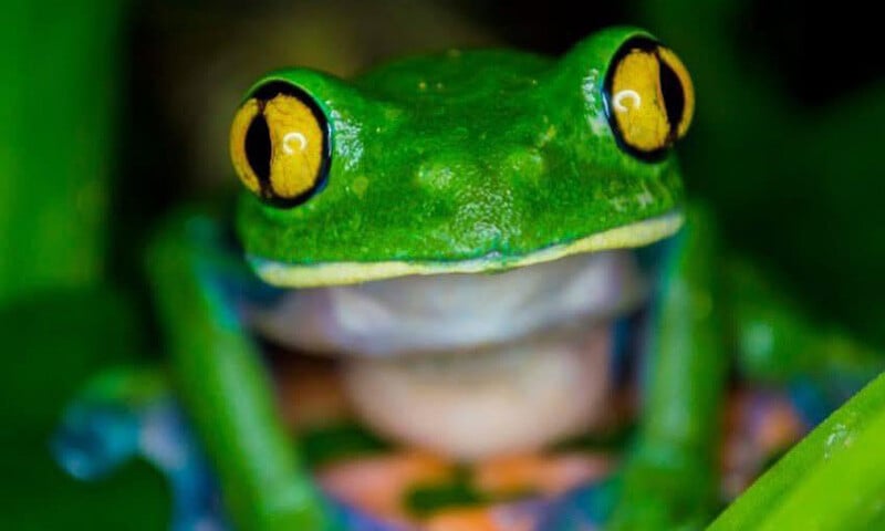 Explora el mundo de las ranas en el Ranario de Monteverde